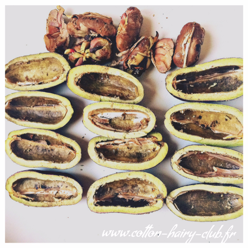 Les prunes (safous) farcies du club des cotonettes – Le Club des Cotonettes